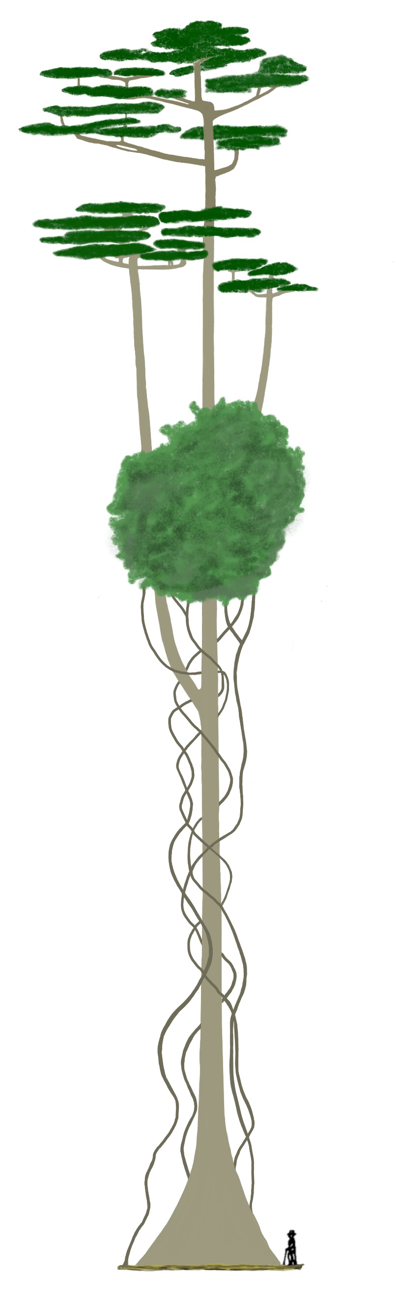 The tree and the liane – Kruf Huyssons